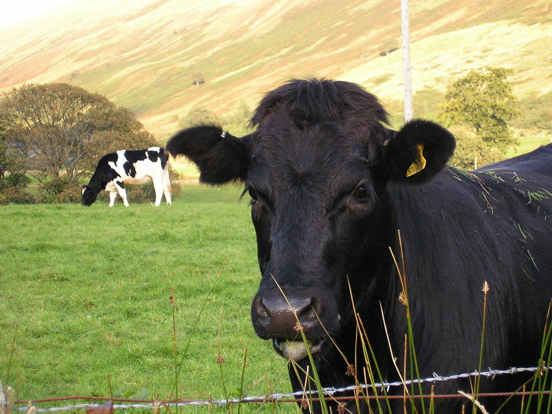 Korean study shows high broad-spectrum antibiotic exposure at end of life | CIDRAP